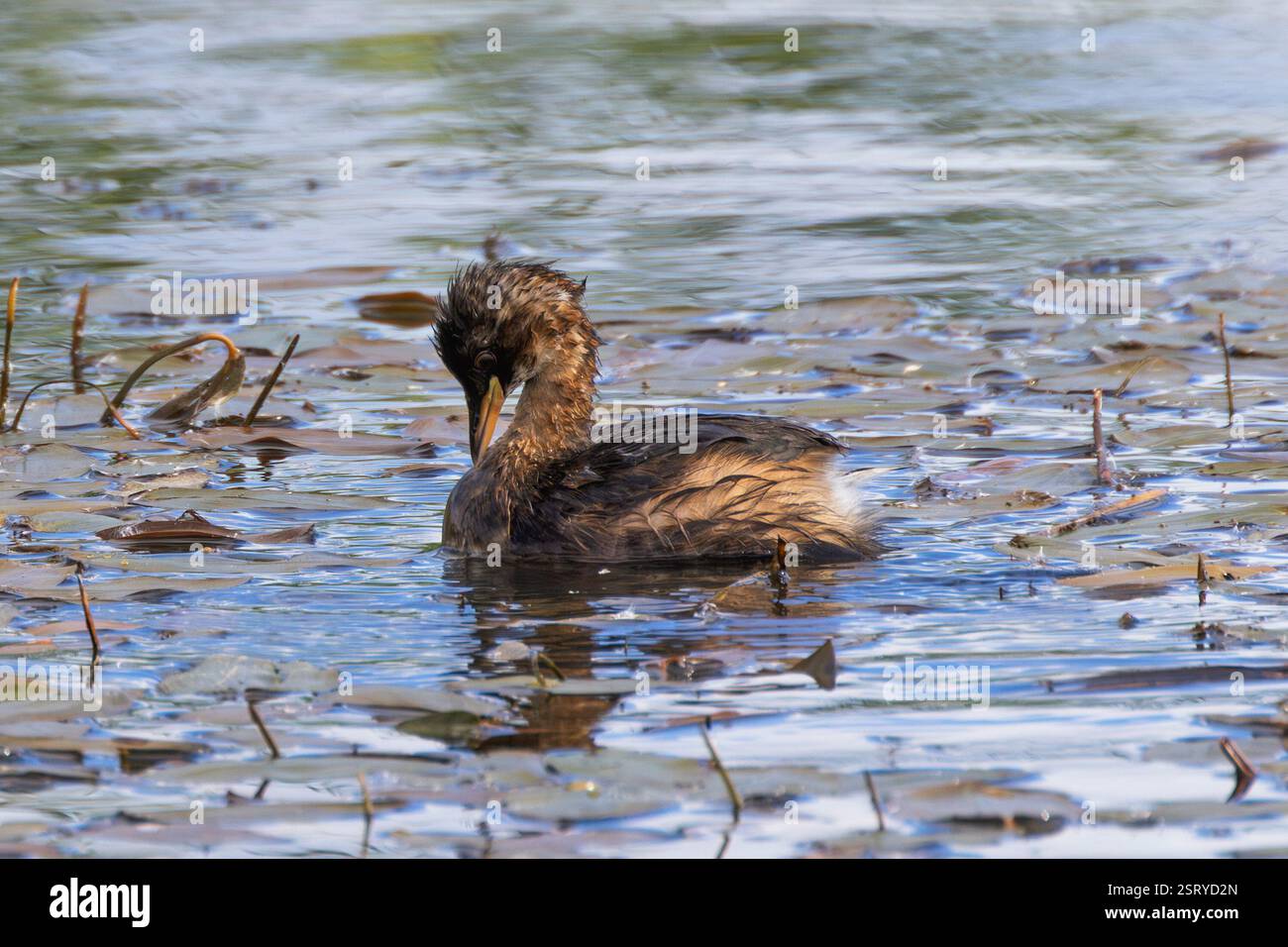 The Little Grebe is a small waterbird that feeds on fish and insects ...