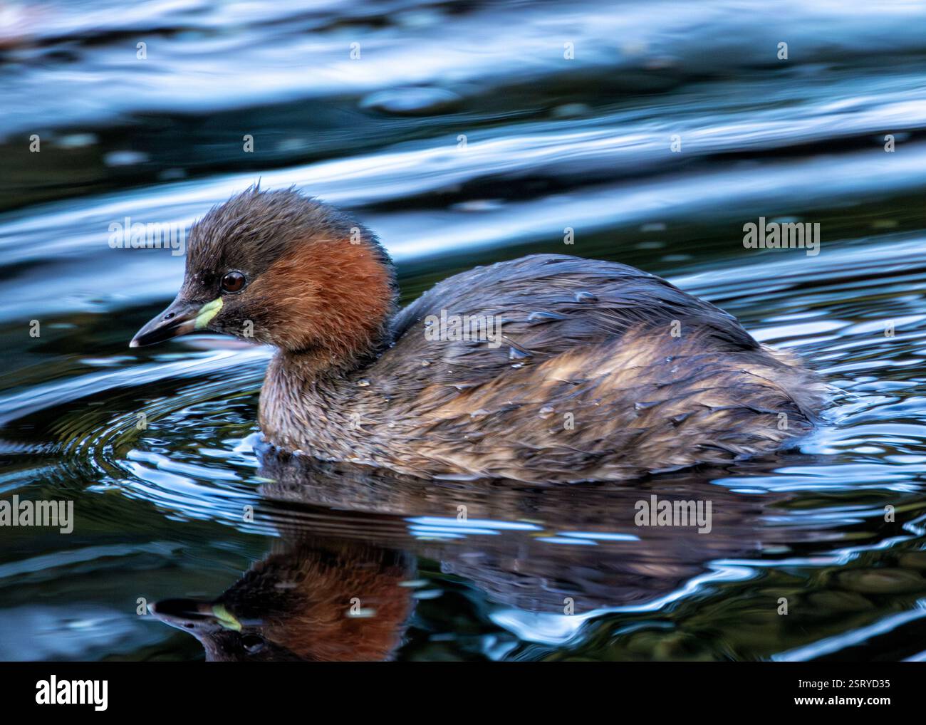 The Little Grebe is a small waterbird that feeds on fish and insects ...