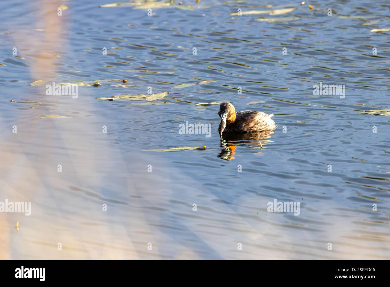 The Little Grebe is a small waterbird that feeds on fish and insects ...