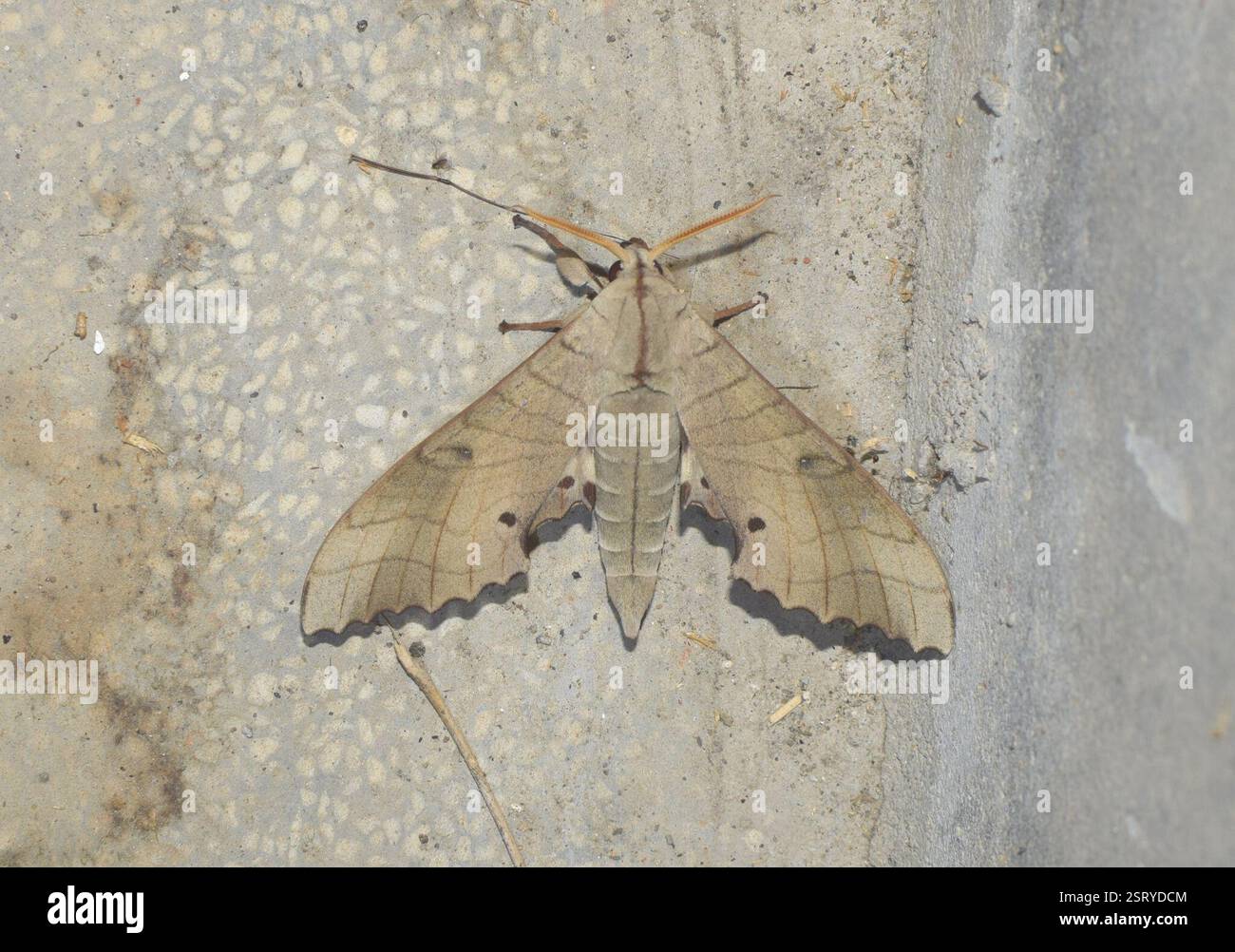 (Marumba sperchius), Insecta, 中国江西省上饶市婺源县 Stock Photo - Alamy