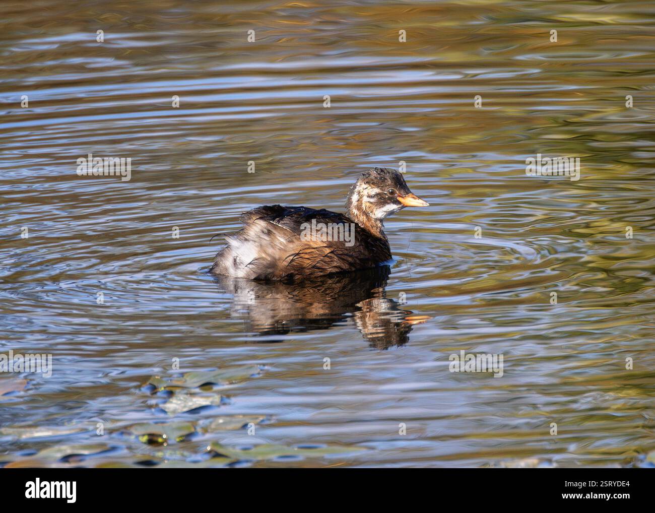 The Little Grebe is a small waterbird that feeds on fish and insects ...