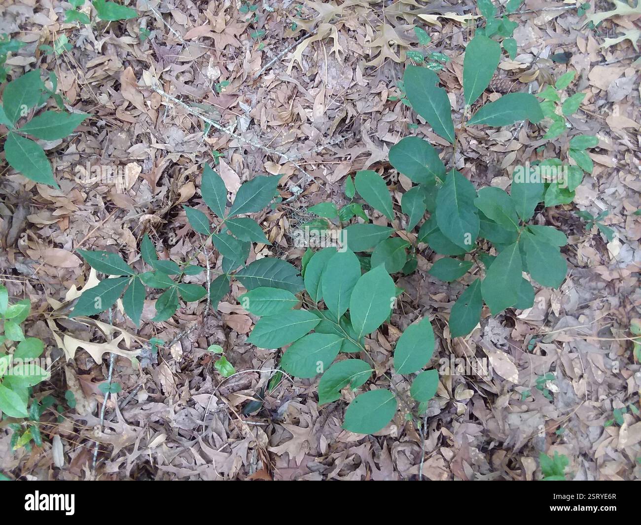 hickories (Carya), Plantae, Windsor Forest, Savannah, GA, USA, a small ...