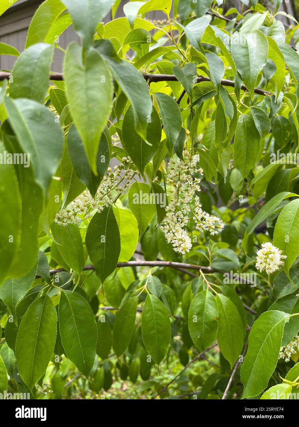 black cherry (Prunus serotina), Plantae, Springhill Dr, Lexington, KY ...