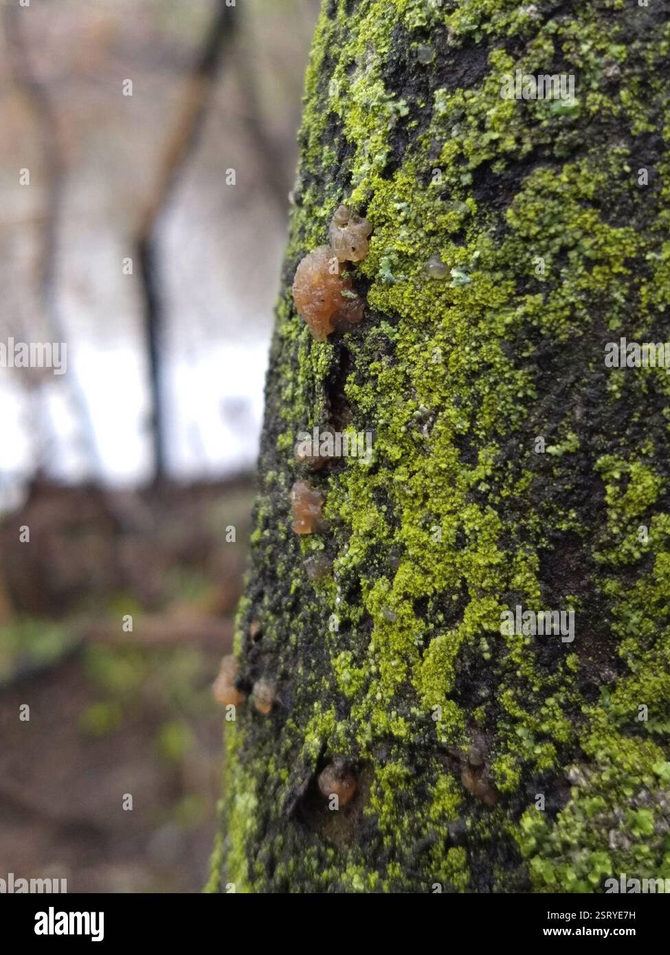 Crystal Brain Fungus (Myxarium nucleatum), Fungi, Parkside Dr at Garden ...