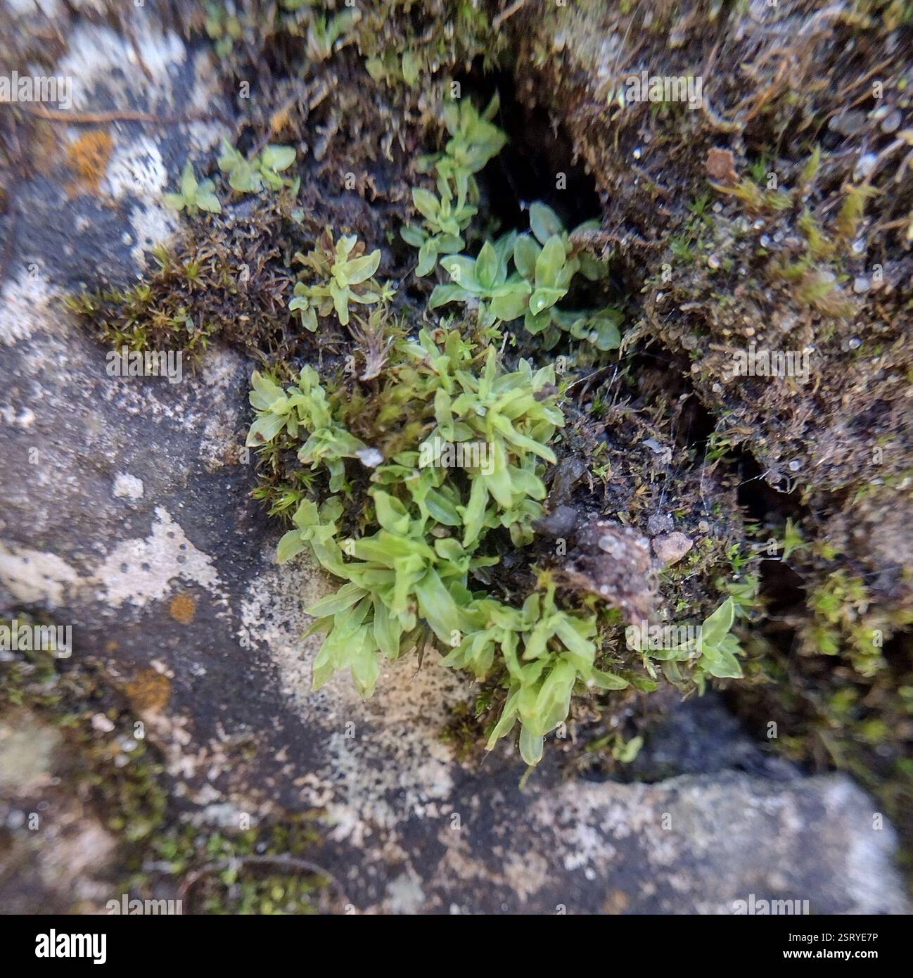 Spiral Extinguisher-moss (Encalypta streptocarpa), Plantae, Powiat ...