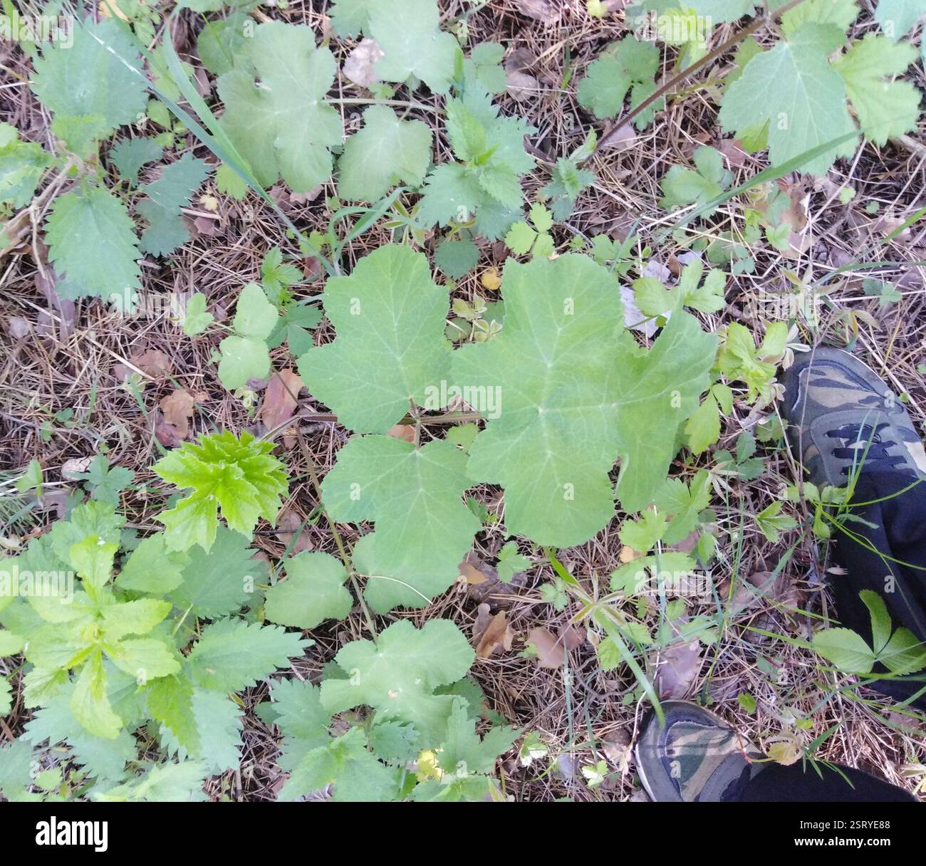 Siberian hogweed (Heracleum sibiricum), Plantae, Сердобск, Пензенская ...