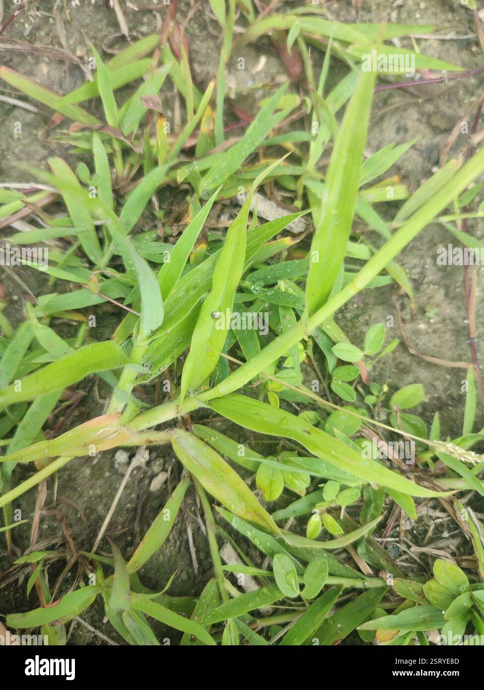 (Dactyloctenium ctenoides), Plantae, British Indian Ocean Territory ...