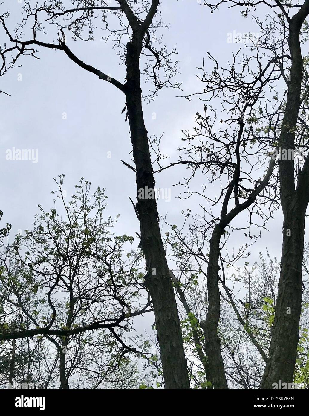 shagbark hickory (Carya ovata), Plantae, Richard J. Dorer Memorial ...
