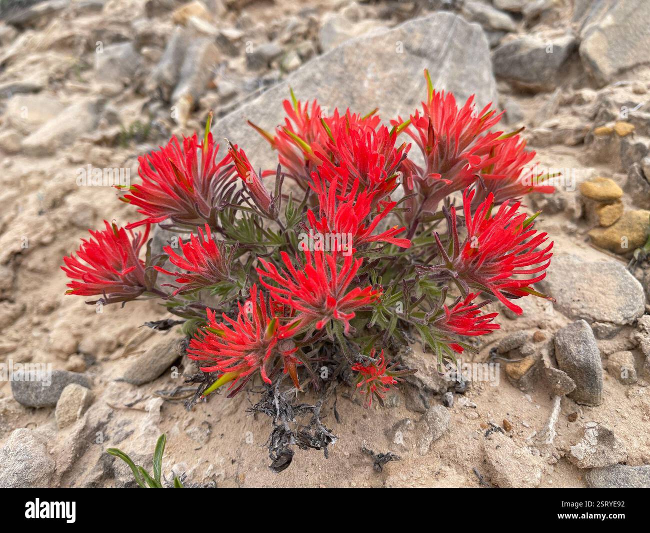 Zion Indian paintbrush (Castilleja scabrida scabrida), Plantae, San ...