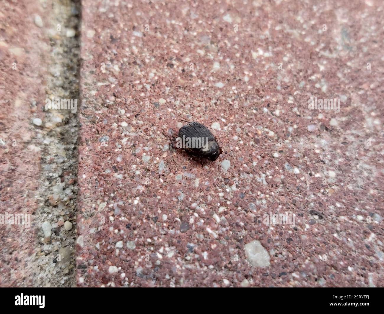 (Maladera holosericea), Insecta, 72261 Tauragė, Lietuva Stock Photo - Alamy