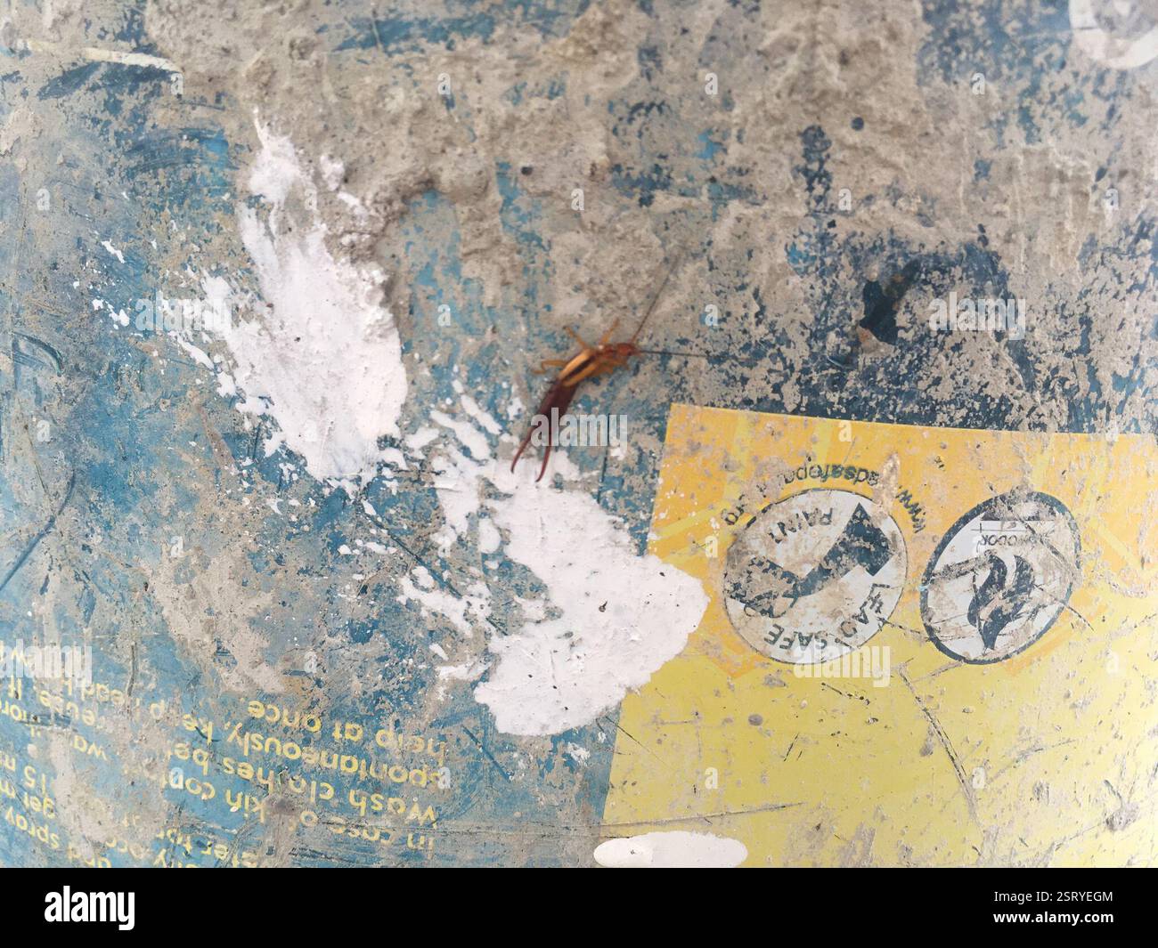 (Proreus simulans), Insecta, Northern Negros Natural Park, Talisay City ...