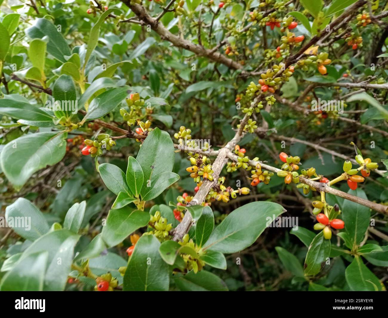 Karamū (Coprosma robusta), Plantae, Remutaka Hill Stock Photo - Alamy