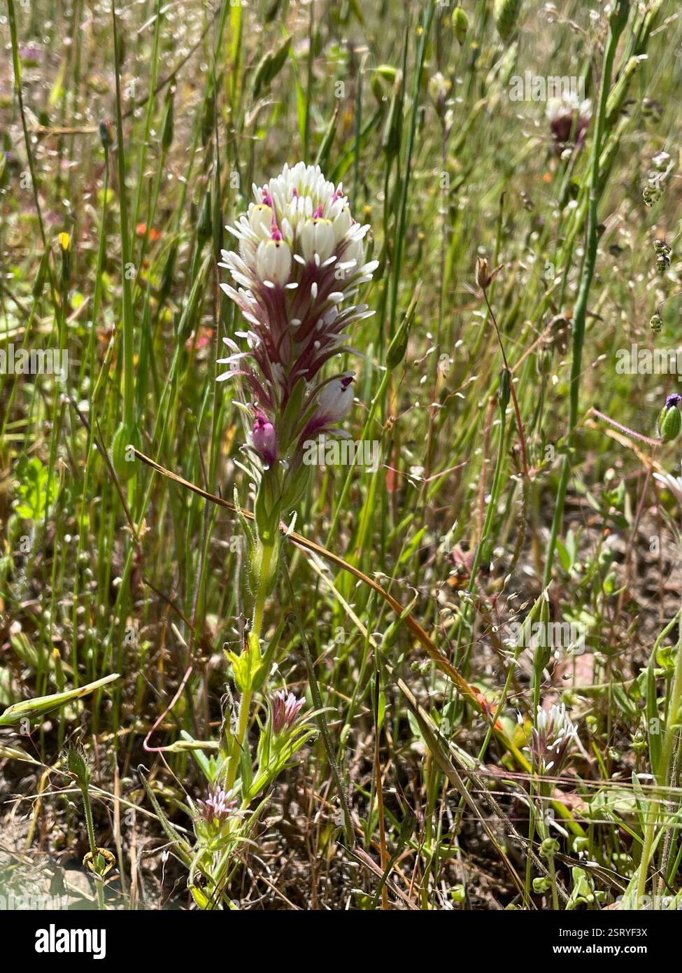 Denseflower Indian Paintbrush (Castilleja densiflora), Plantae, Fort ...