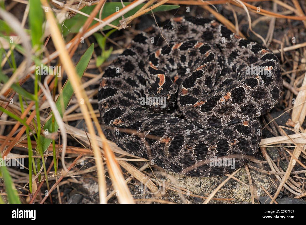 Dusky Pygmy Rattlesnake (Sistrurus miliarius barbouri), Reptilia ...
