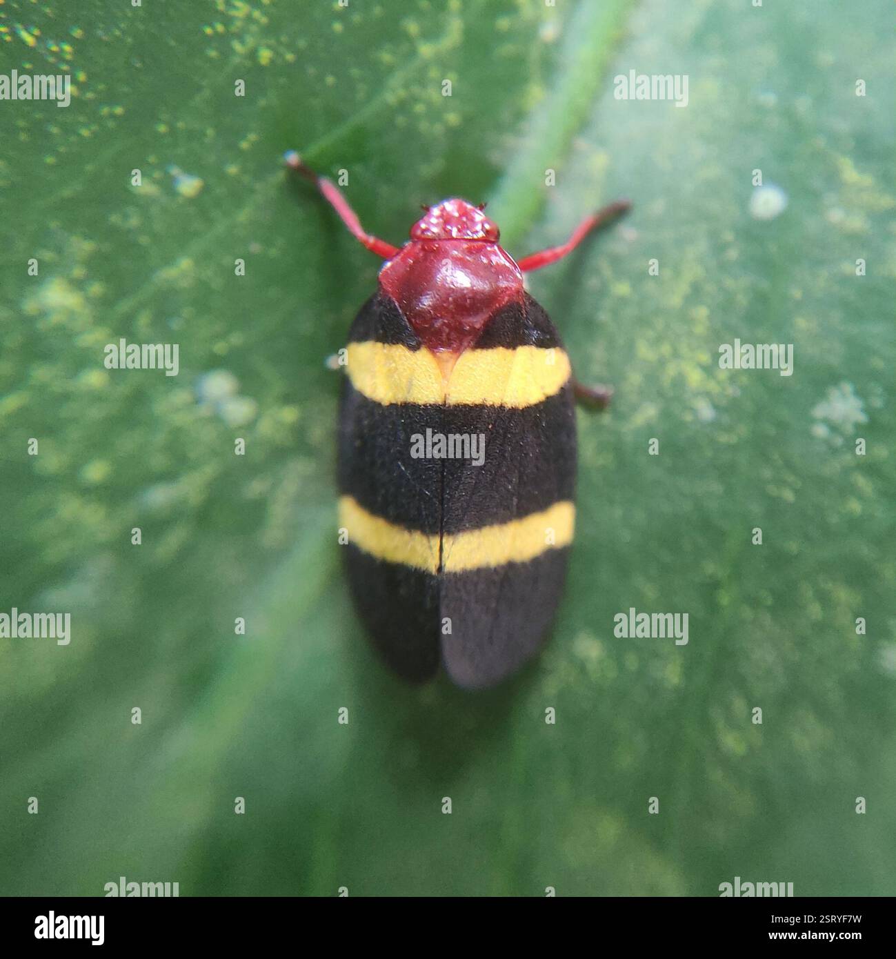 (Sphenorhina rubra), Insecta, Cachoeira, Ibiúna - SP, 18150-000, Brasil ...