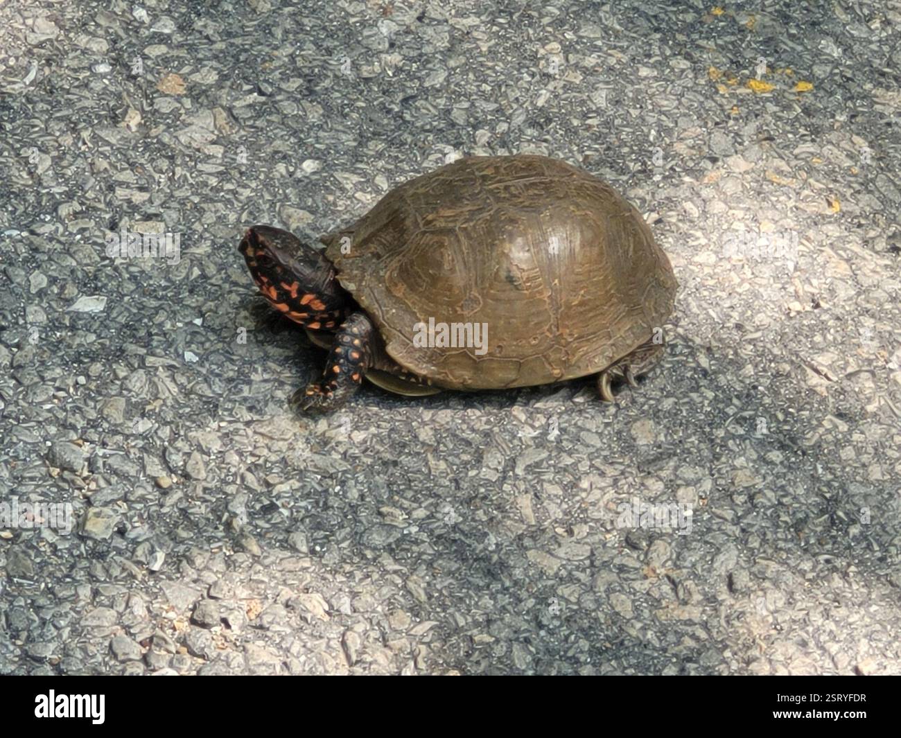 Three-toed Box Turtle (Terrapene triunguis), Reptilia, Missouri, US ...
