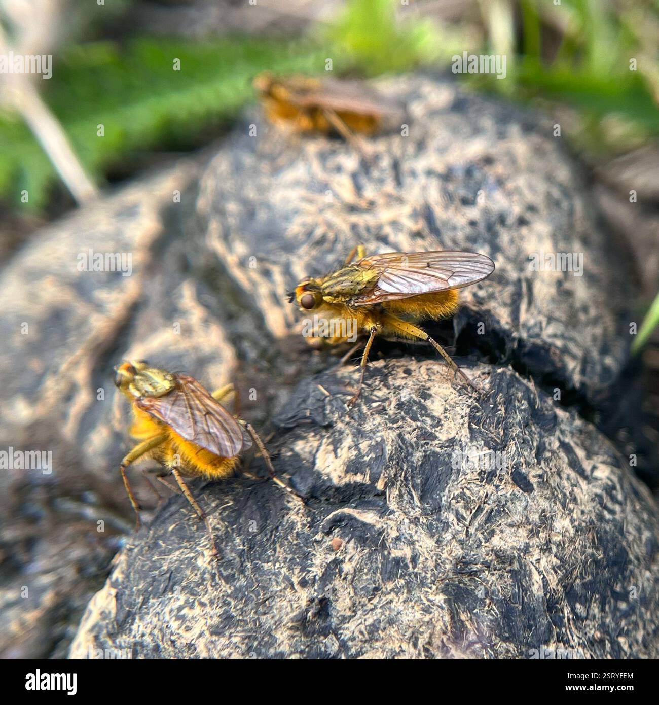 Golden Dung Fly (Scathophaga stercoraria), Insecta, Krośnica, Lesser ...