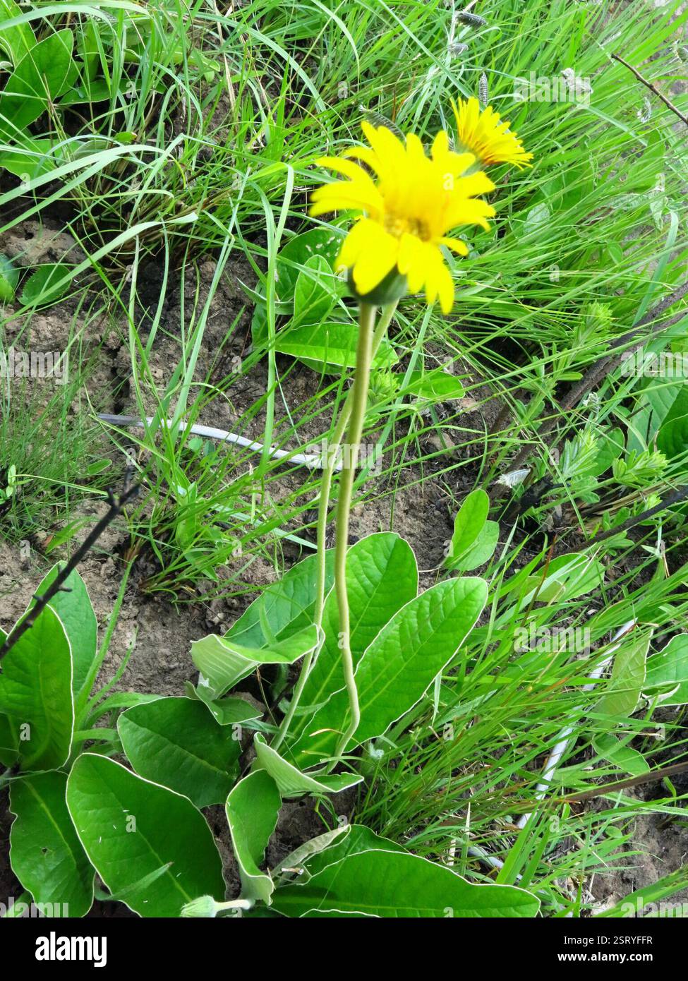 Butter Gerbera (Gerbera ambigua), Plantae, uThukela District ...