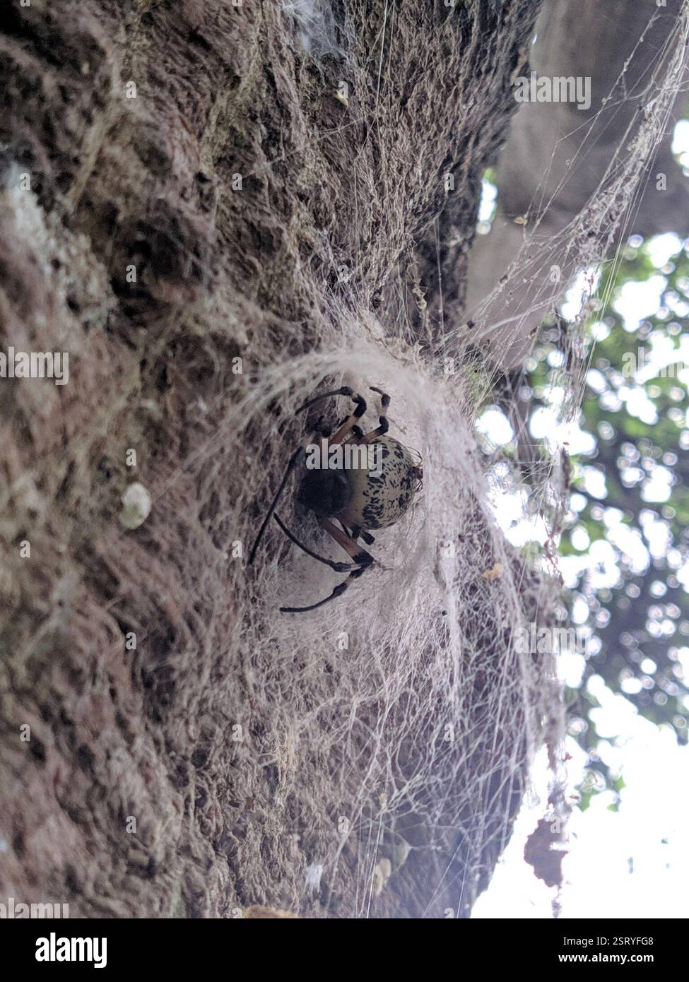 African Hermit Spider (Nephilingis cruentata), Arachnida, Campos dos ...