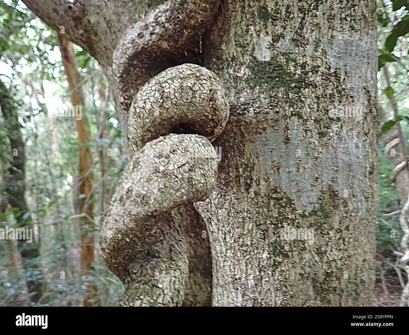 Monkey Rope (Secamone alpini), Plantae, Grootvadersbosch Garden Route ...