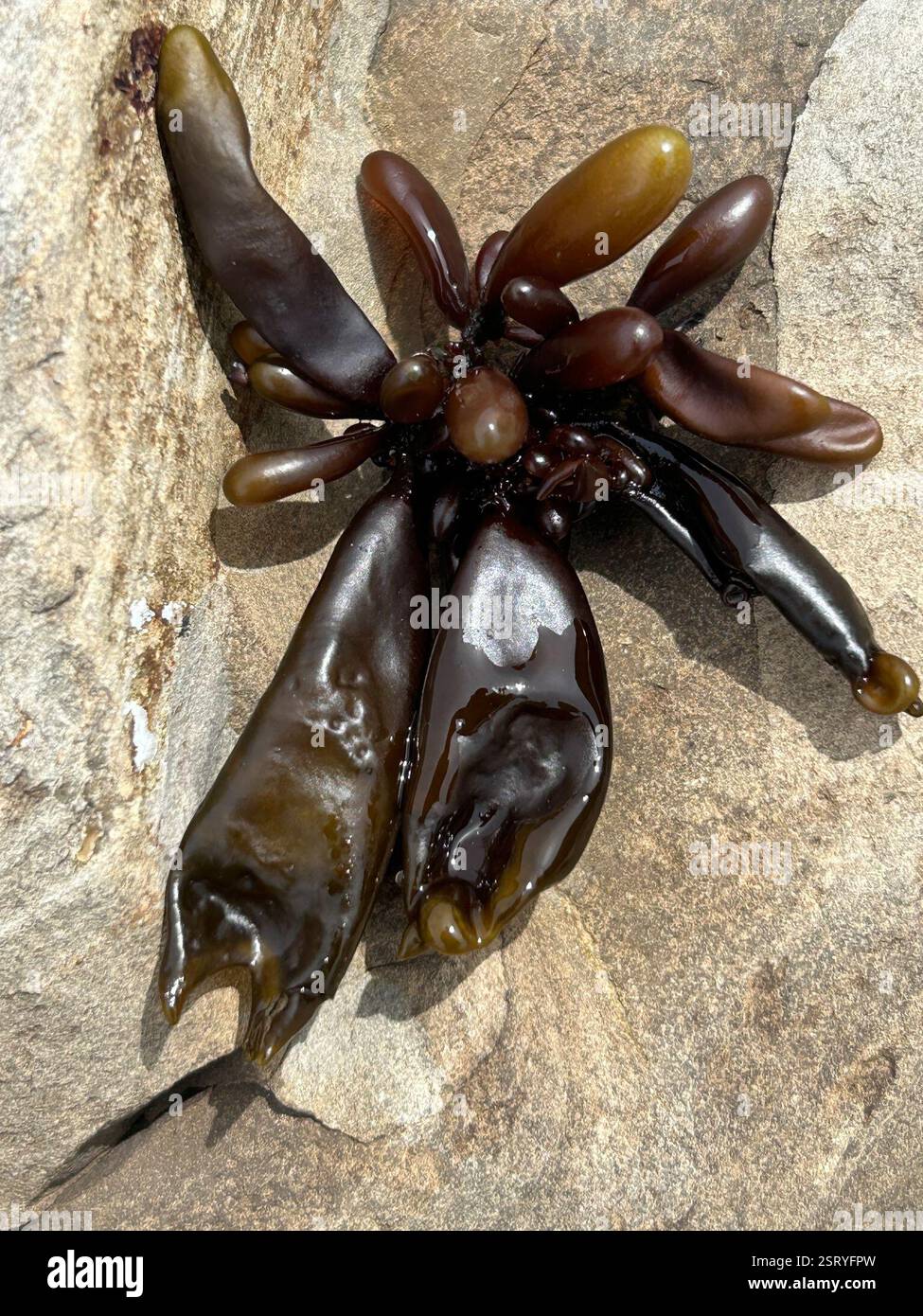 Sea Sacks (Halosaccion glandiforme), Plantae, North Pacific Ocean, Los ...