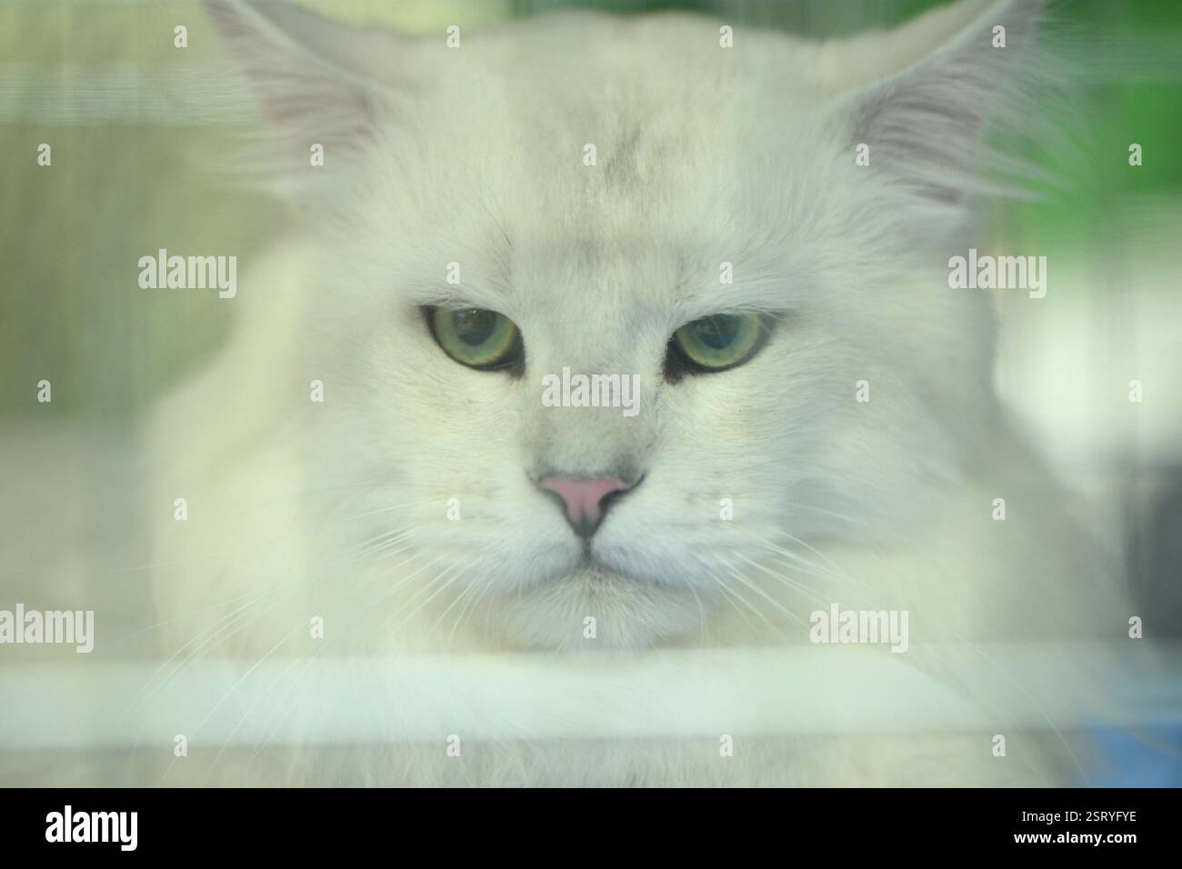 Warsaw, Poland. 15th Feb, 2025. A purebred cat waits in its carrying ...