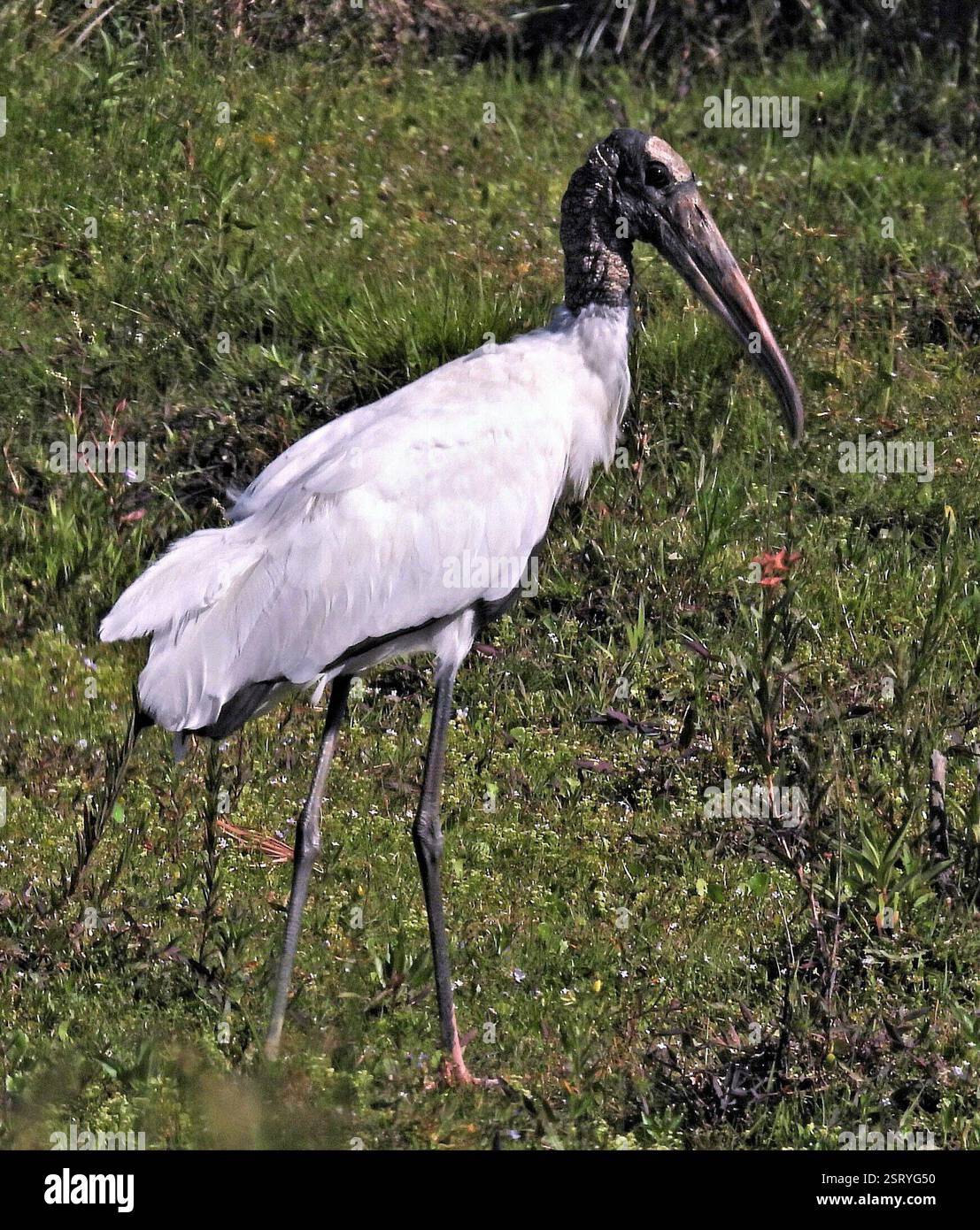 Wood Stork (Mycteria americana), Aves, Ituzaingó, Corrientes, Argentina ...