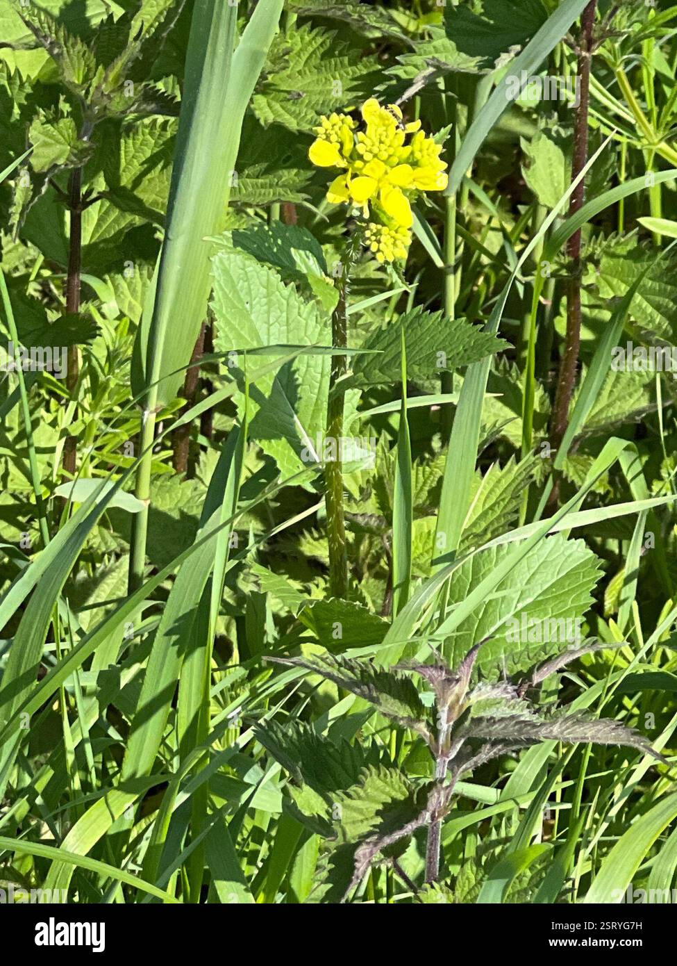 charlock (Mutarda arvensis), Plantae, Great Wakering, Southend-On-Sea ...