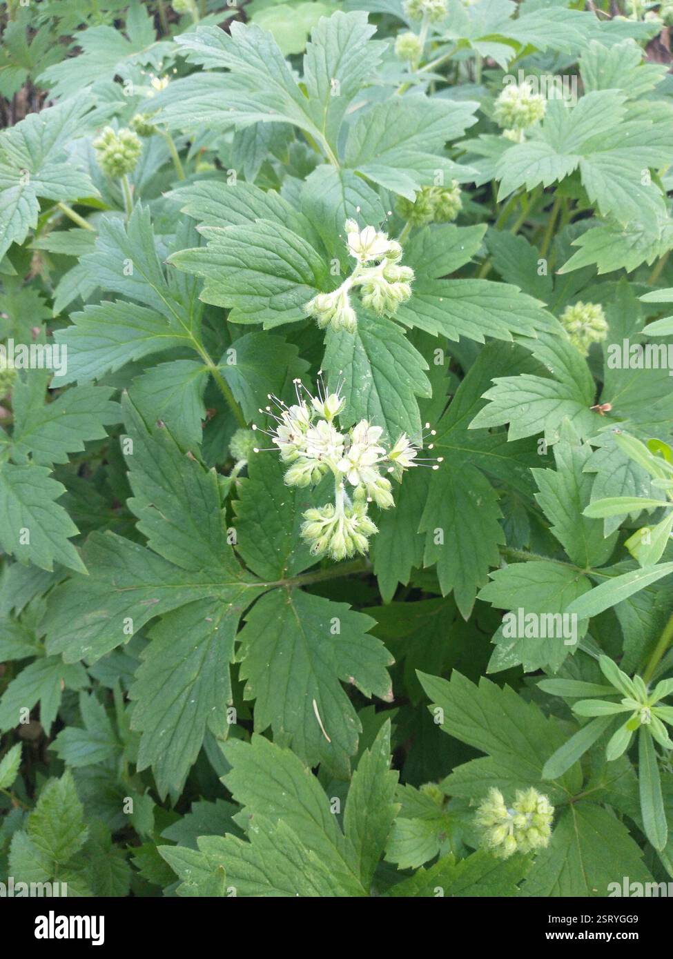 Pacific Waterleaf (Hydrophyllum tenuipes), Plantae, Sunset, West Linn ...