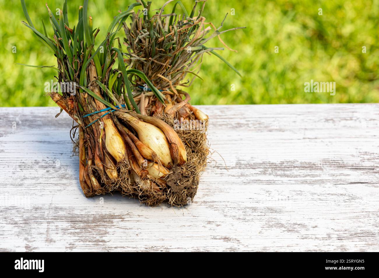 Onion transplants hi-res stock photography and images - Alamy