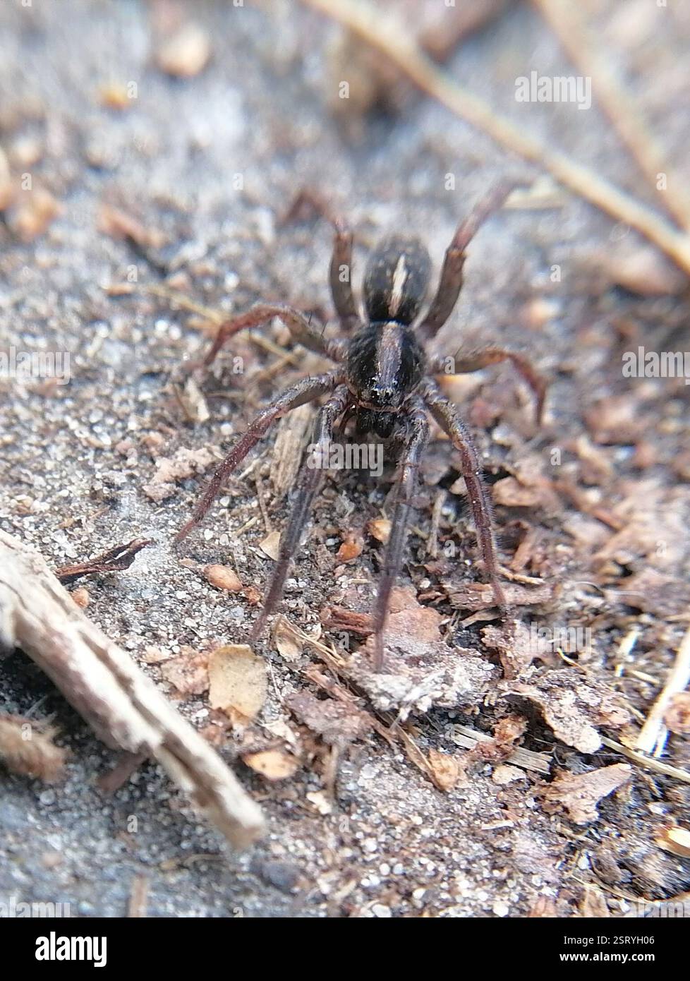 Wolf Spiders and Allies (Lycosoidea), Arachnida, Россия Stock Photo - Alamy