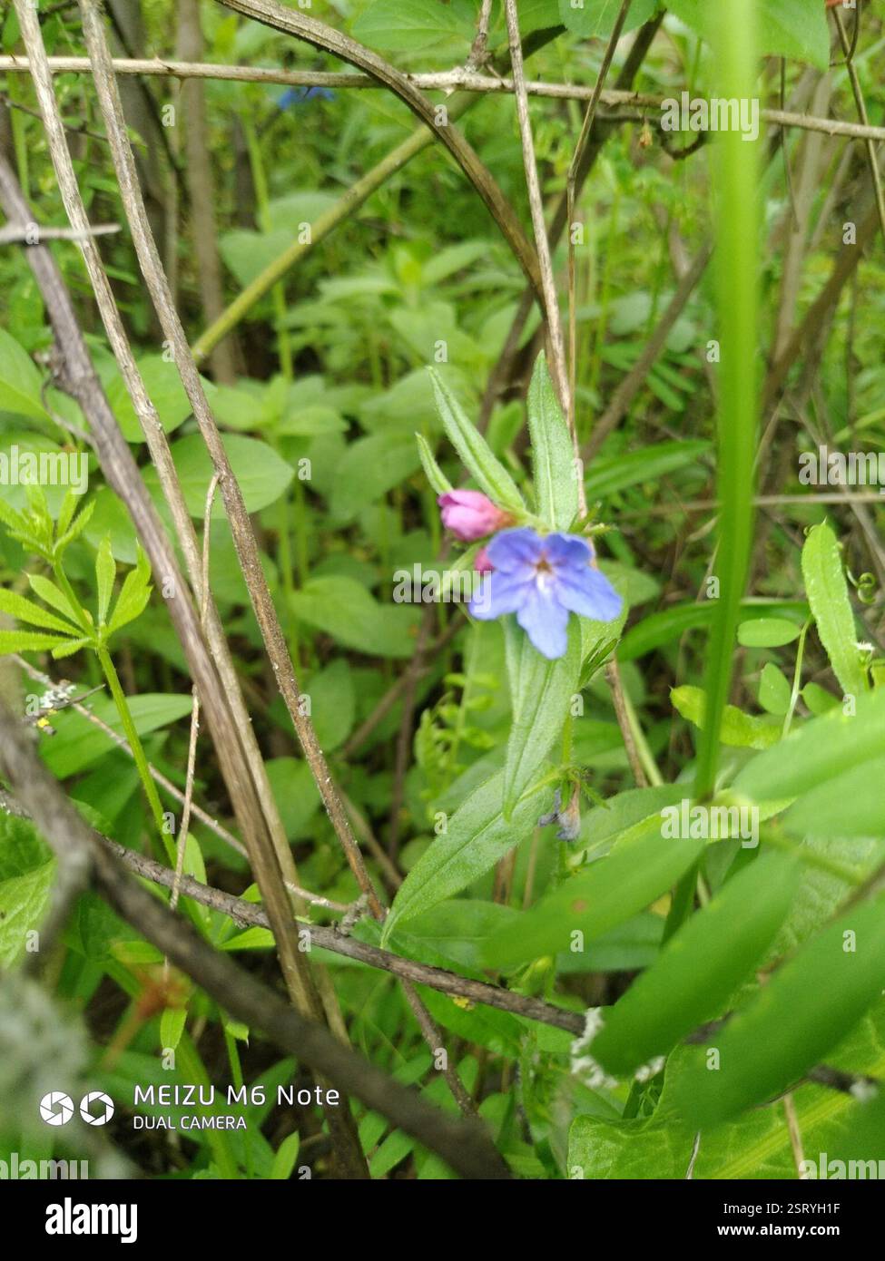 Purple Gromwell (Aegonychon purpurocaeruleum), Plantae, Berehivs'kyi ...