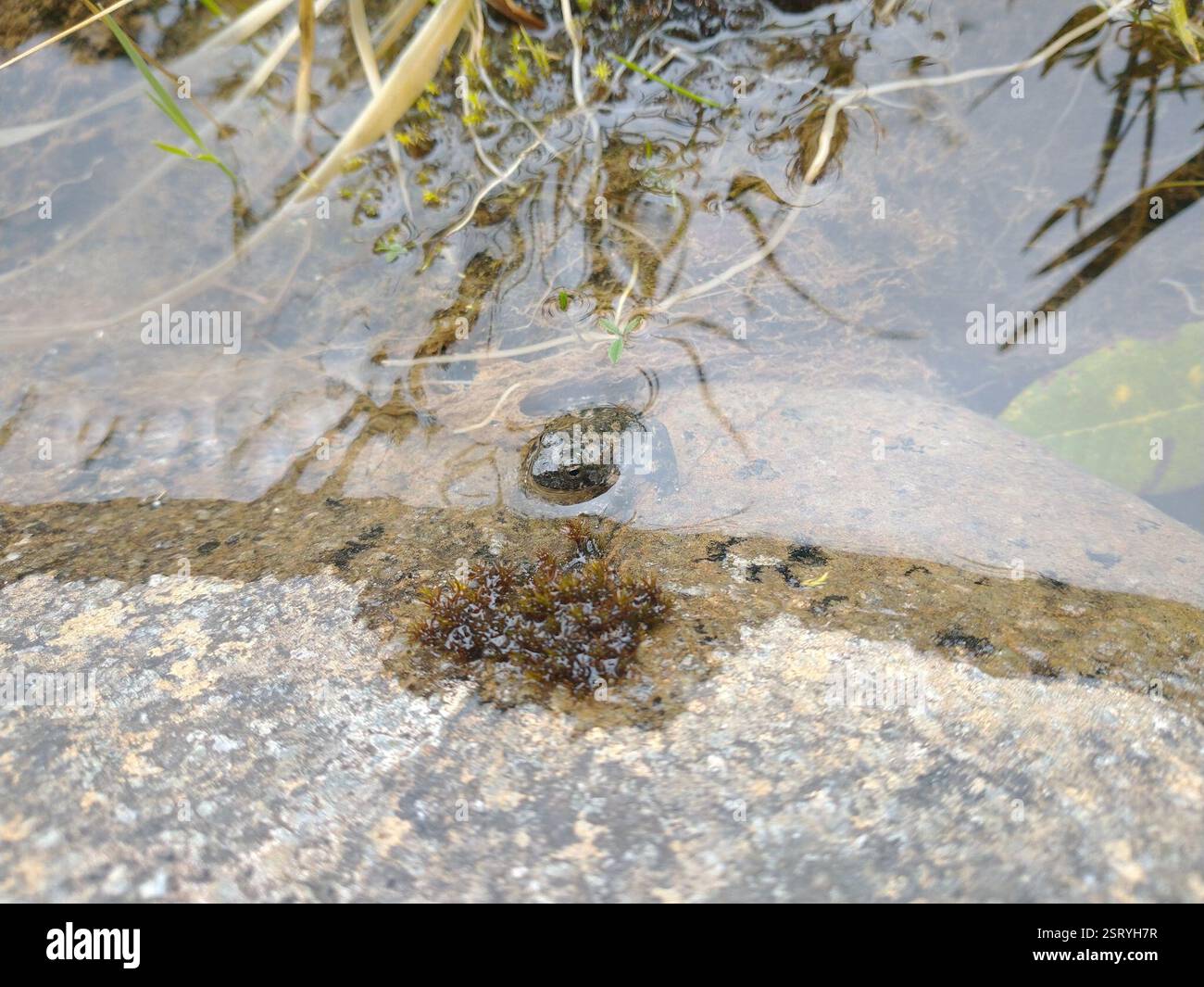 Foothill Yellow-legged Frog (Rana boylii), Amphibia, United States ...