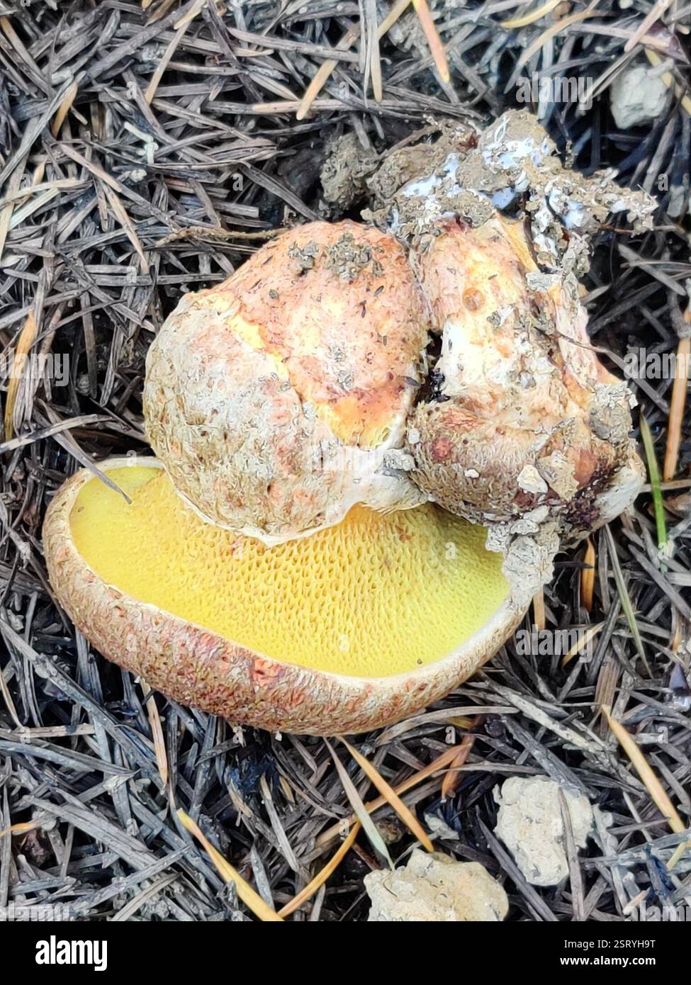 Western Painted Suillus (Suillus lakei), Fungi, Monowai, New Zealand ...