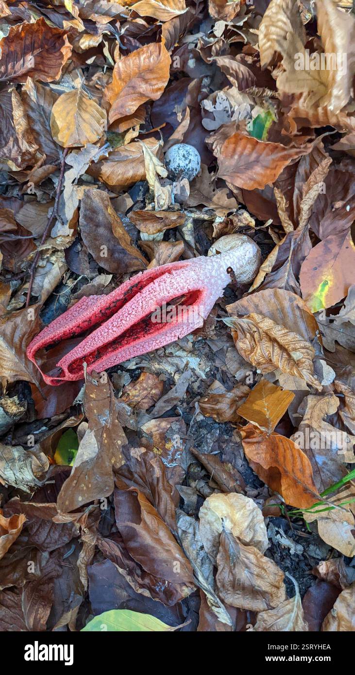 devil's-fingers (Clathrus archeri), Fungi, 60599 Frankfurt am Main ...