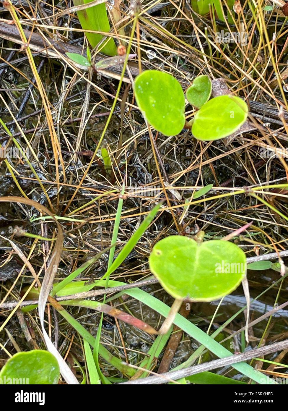 flowering plants (Angiospermae), Plantae, Hinson Rd, Lilesville, NC, US ...