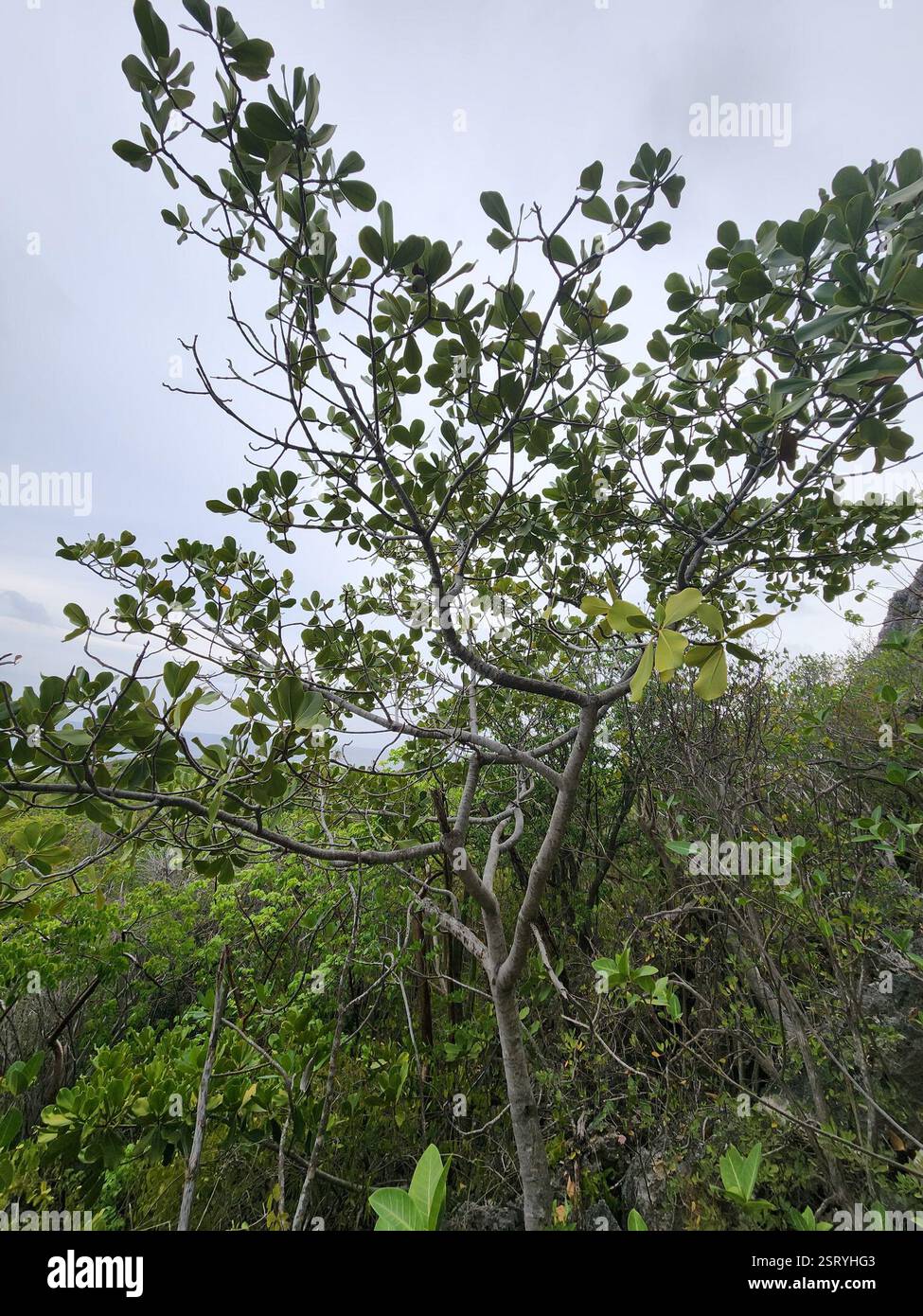 autograph tree (Clusia rosea), Plantae, Cayman Brac, KY Stock Photo - Alamy