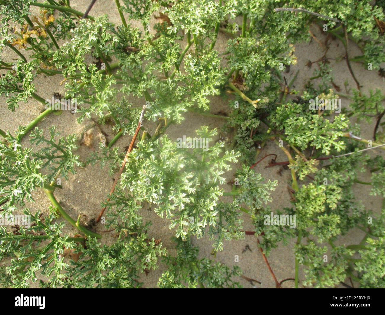 (Distimake multisectus), Plantae, Kunene Region, Namibia Stock Photo ...
