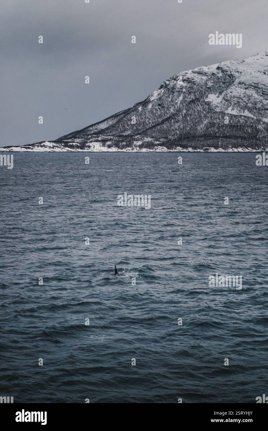 Orca fin in the arctic ocean in the Lyngen Alps in northern arctic ...