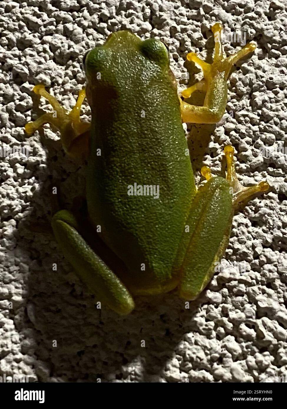 Squirrel Treefrog (Hyla squirella), Amphibia, Tifton Stock Photo - Alamy