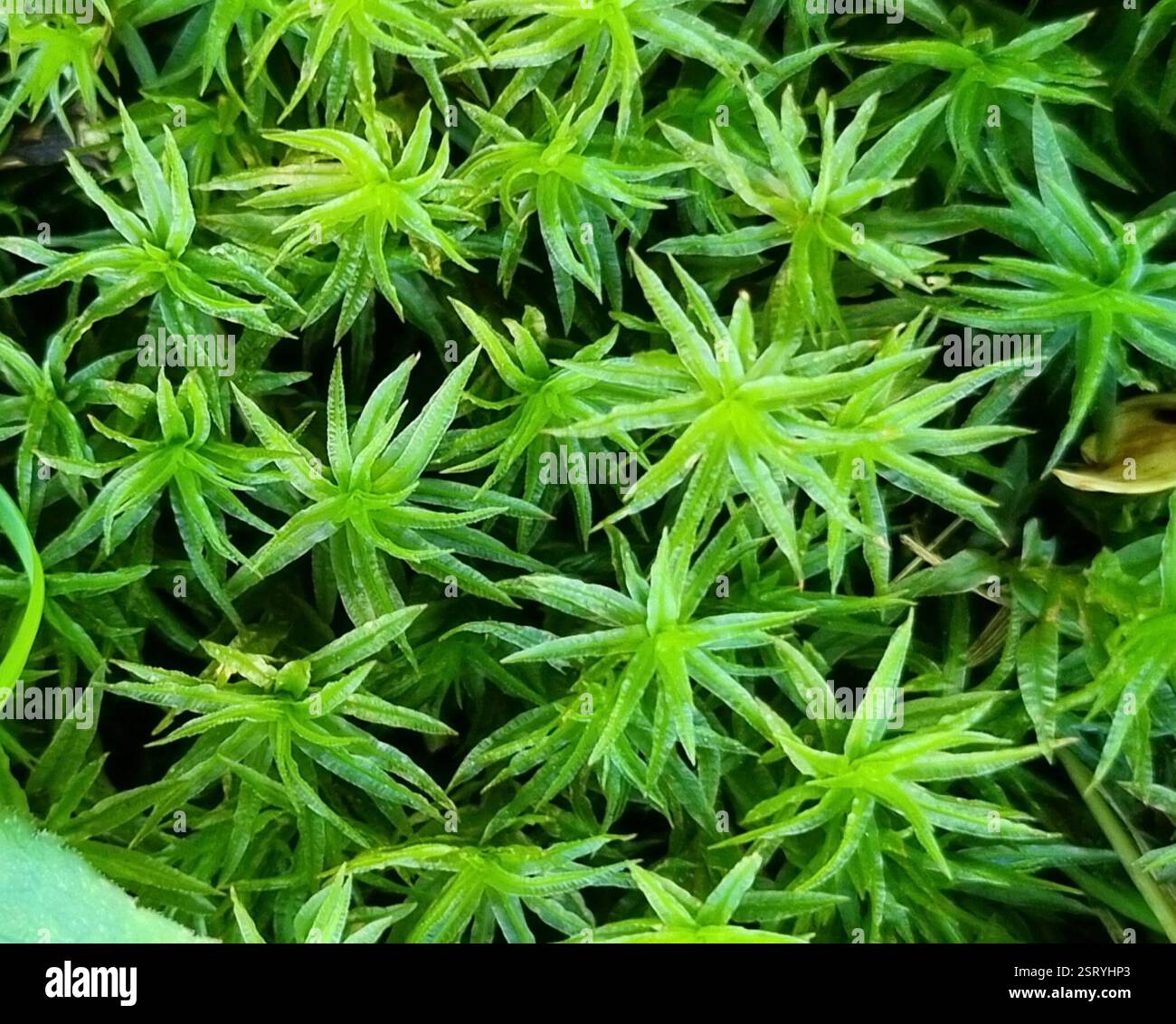 plants (Plantae), Plantae Stock Photo - Alamy
