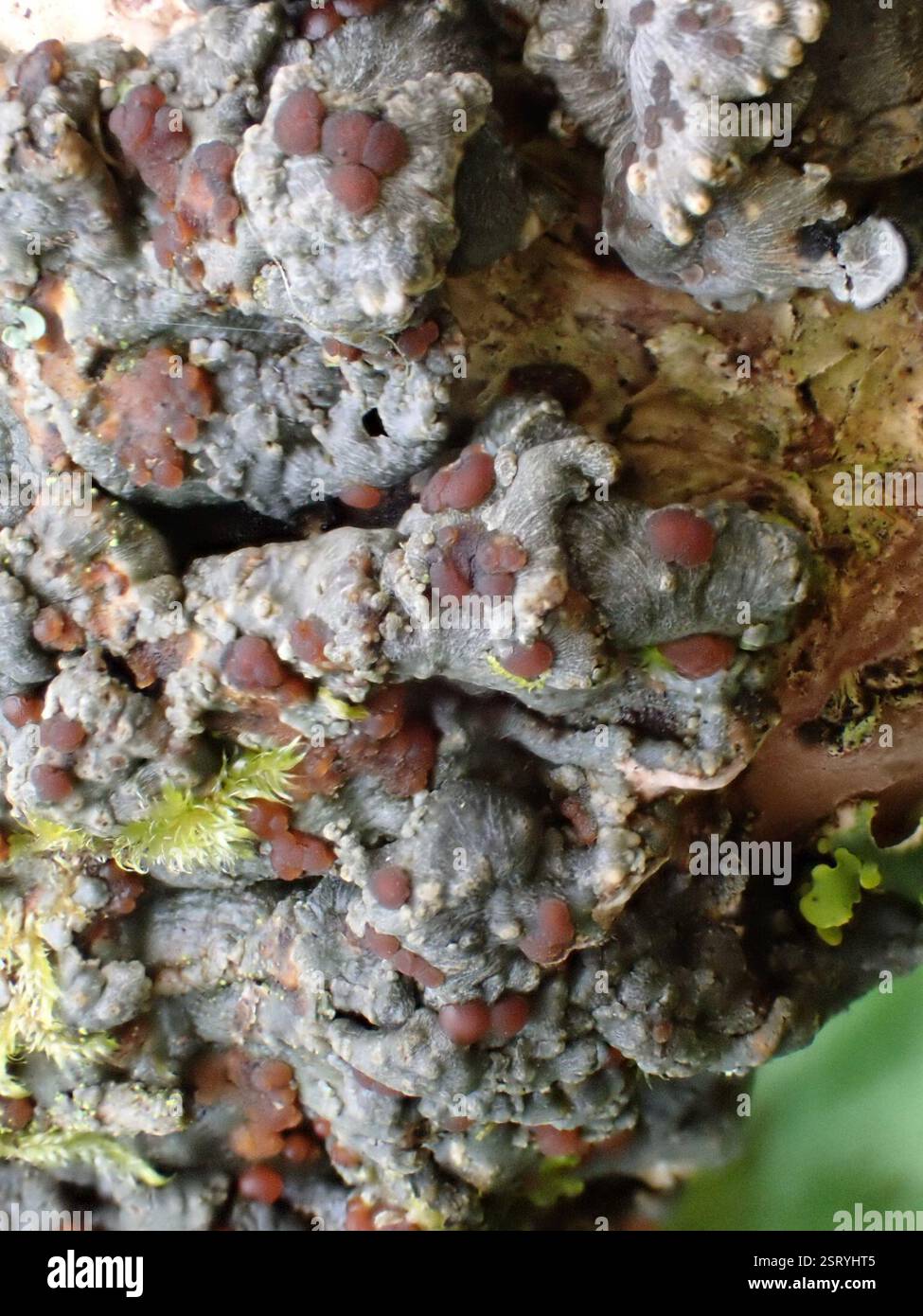 Blue Felt Lichen (Pectenia plumbea), Fungi, Isle of Mull PA75, UK Stock ...