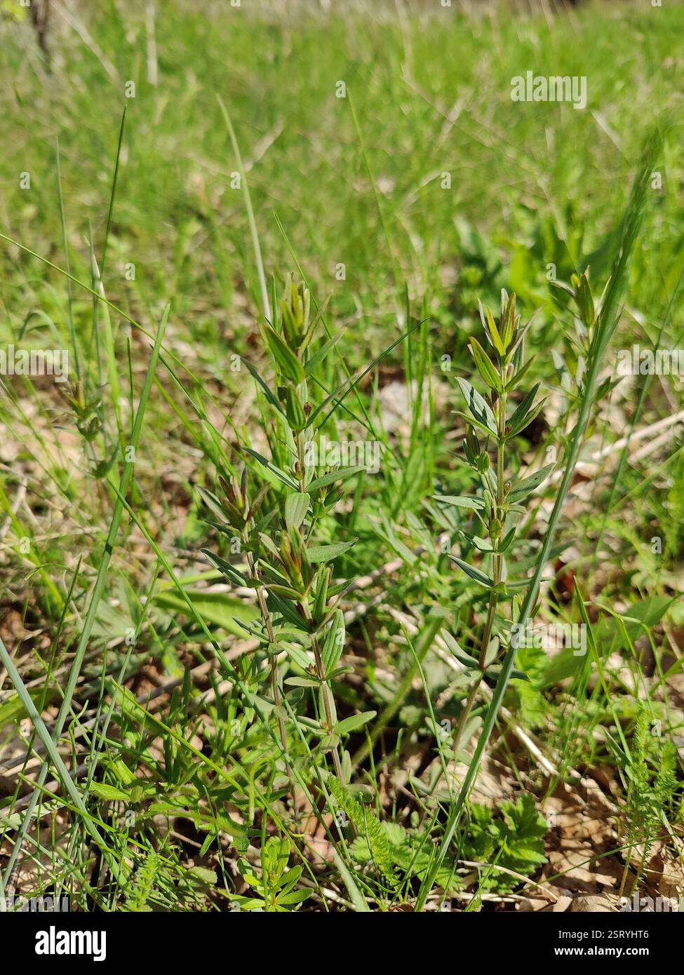 Northern Bedstraw (Galium boreale), Plantae, Ефремовский р-н, Тульская ...