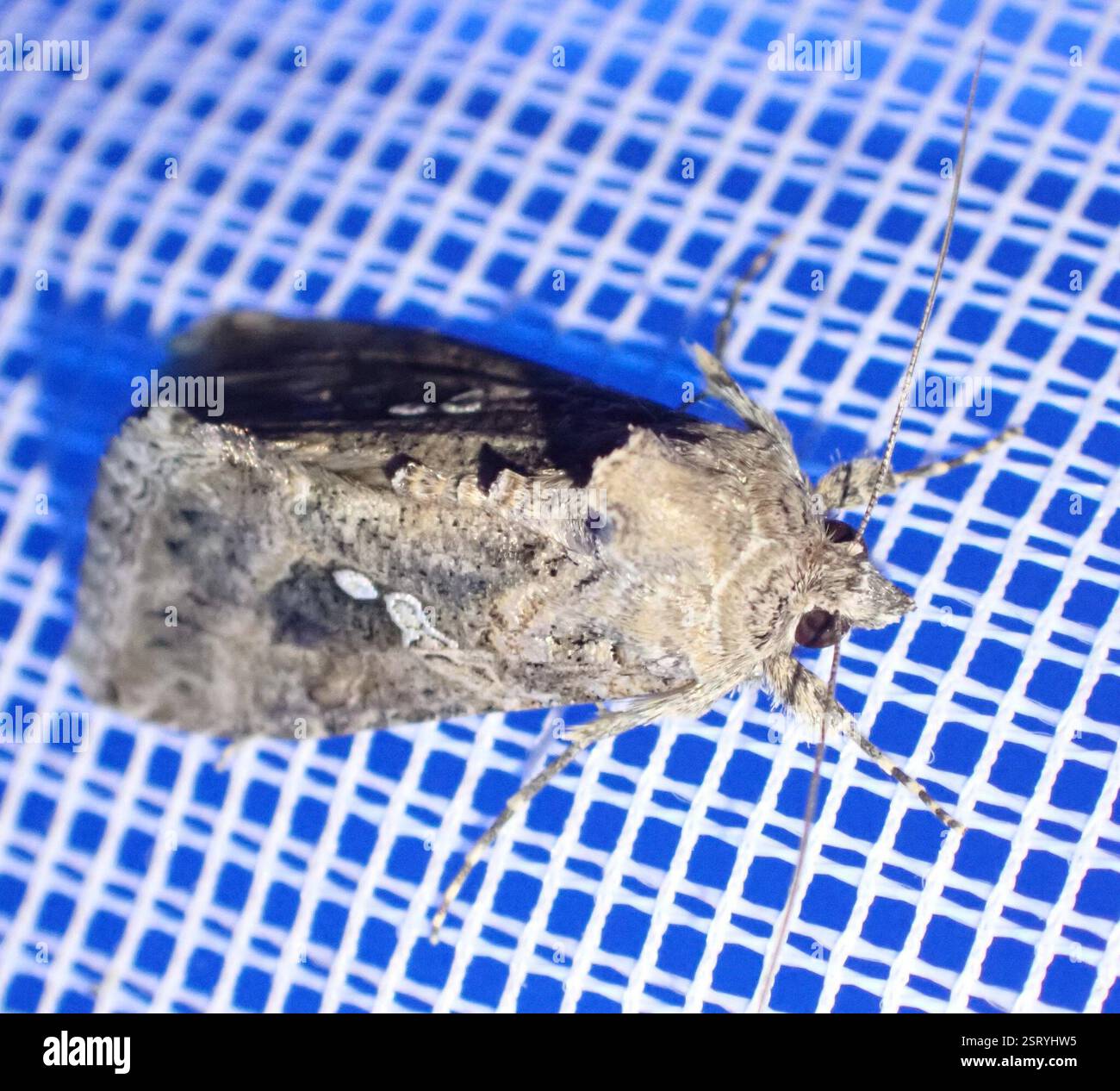 Cabbage Looper Moth (Trichoplusia ni), Insecta, Tarmigt, Drâa-Tafilalet ...