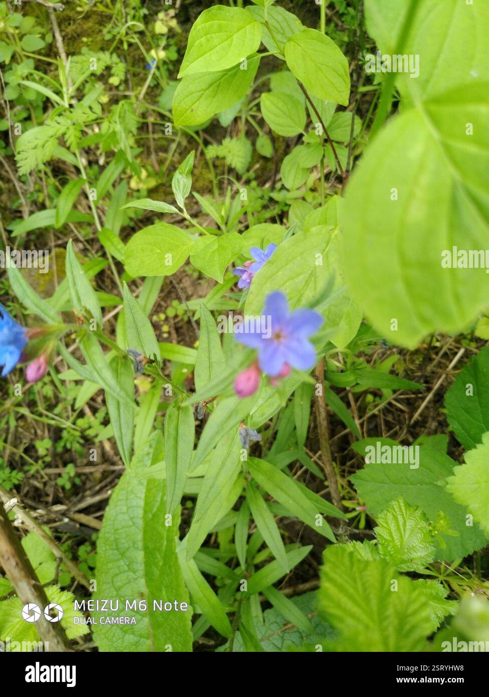 Purple Gromwell (Aegonychon purpurocaeruleum), Plantae, Berehivs'kyi ...