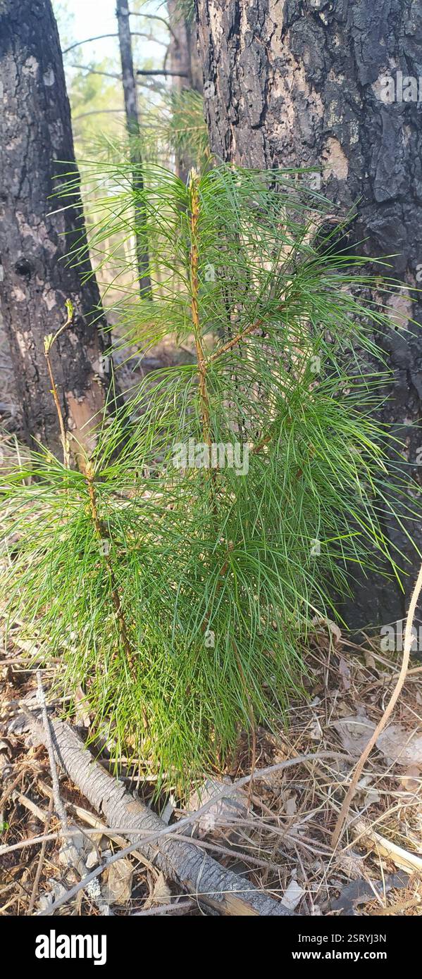 Siberian pine (Pinus sibirica), Plantae, Свердловская обл., Россия ...
