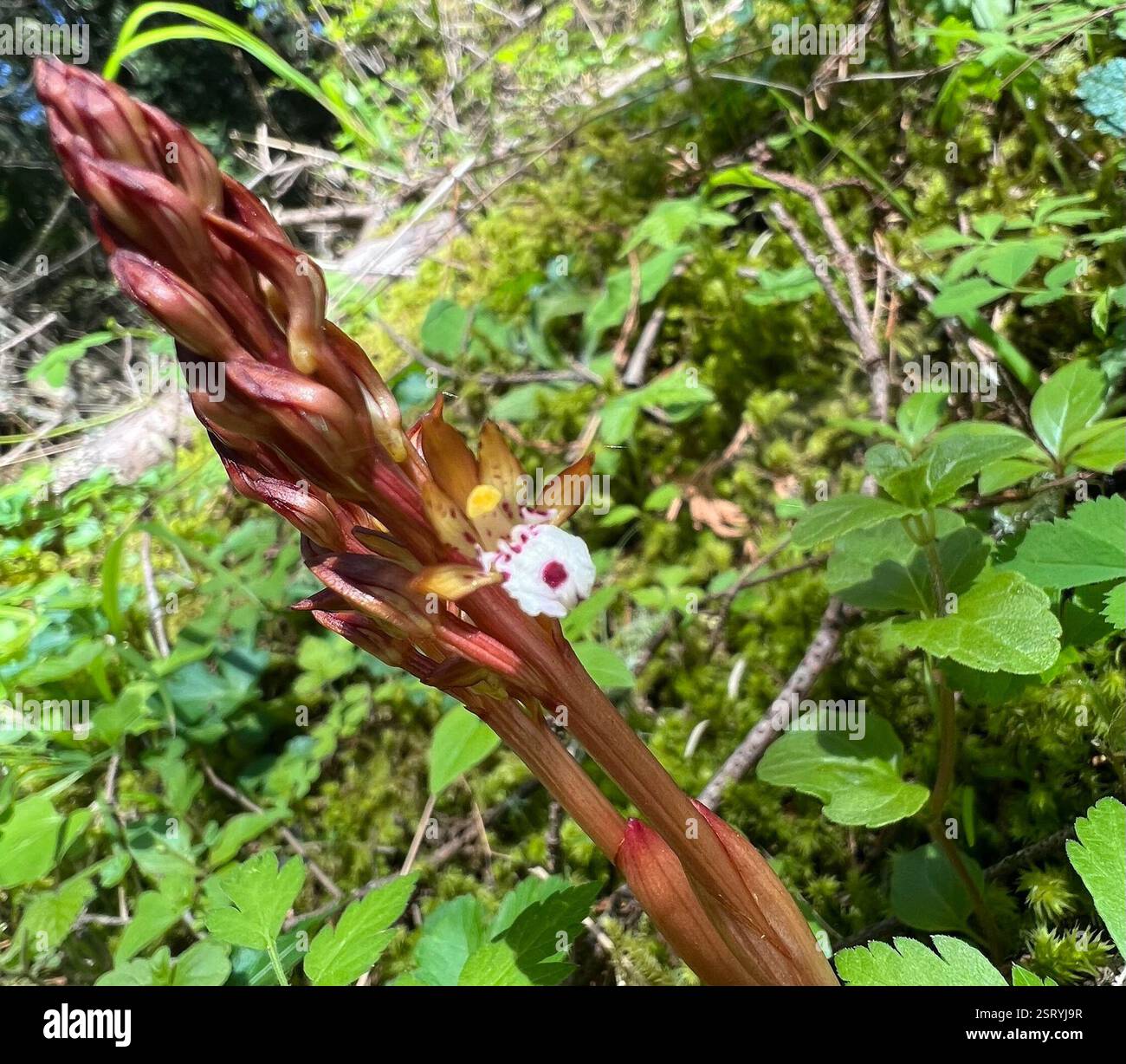 spotted coralroot (Corallorhiza maculata), Plantae, Shaw Island, Shaw ...