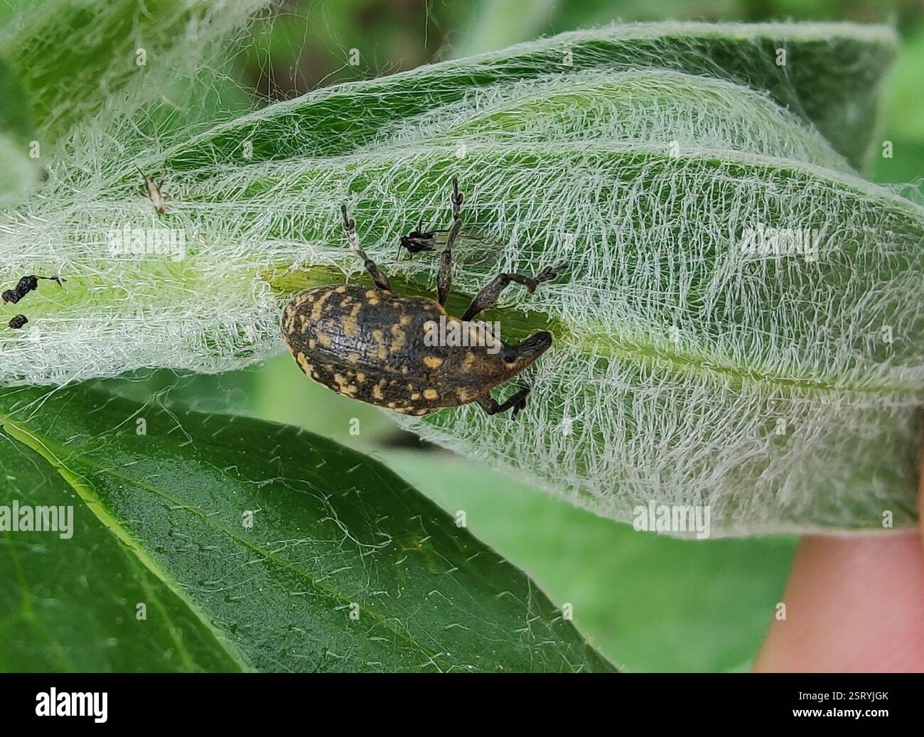 Turbine Cylindrical Weevil (Larinus turbinatus), Insecta, 2634 Bouneweg ...