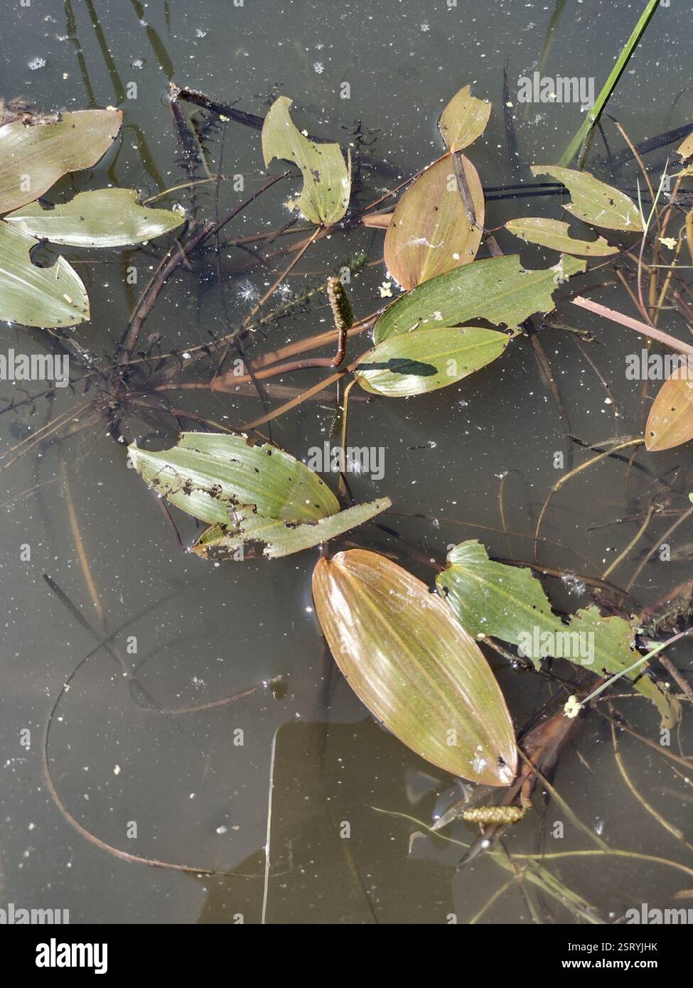 floating-leaved pondweed (Potamogeton natans), Plantae, Borkowo, Polska ...