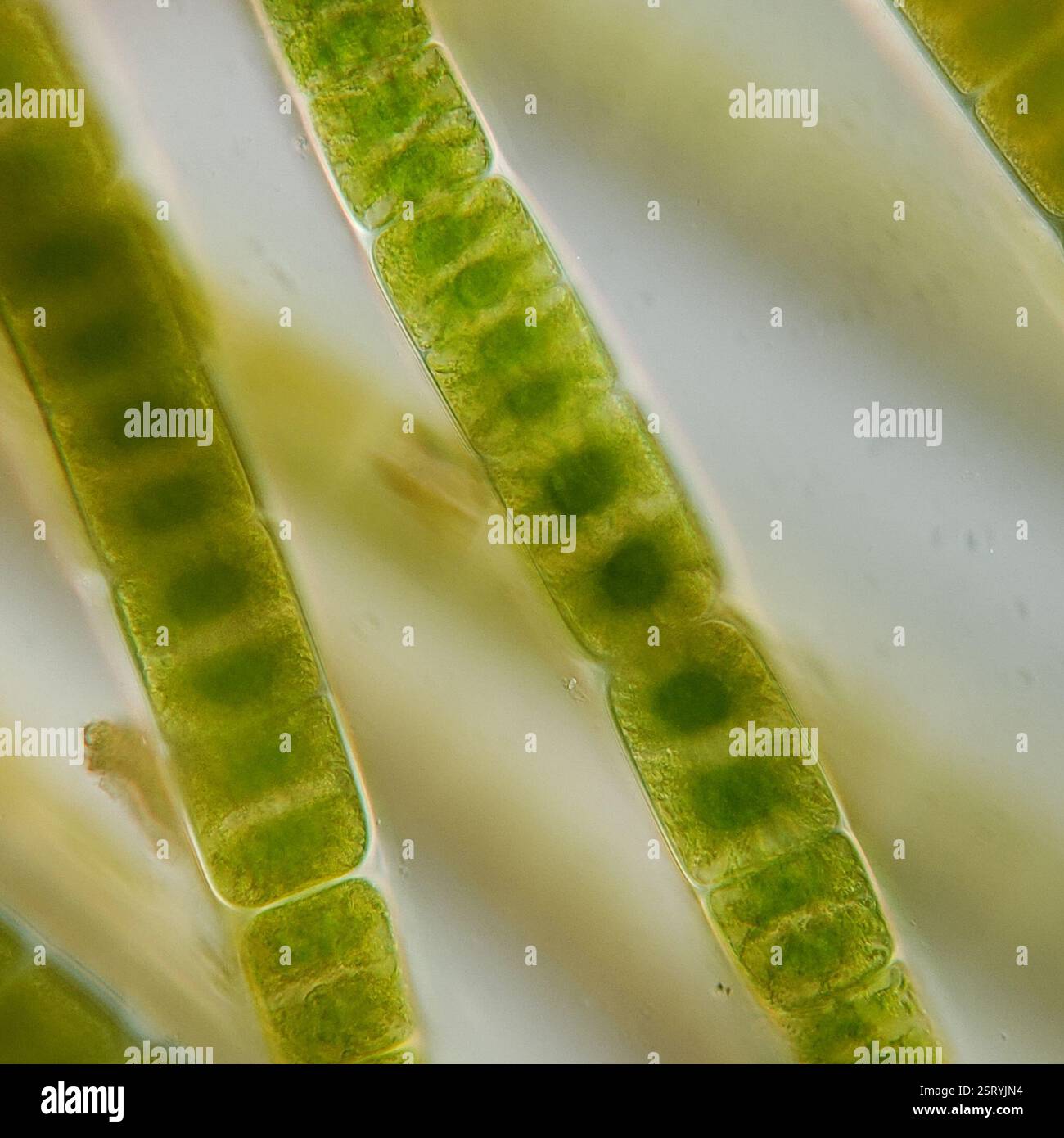 (Zygnema), Plantae, Hamilton, ON, Canada, Two kinds of Zygnema, I think ...